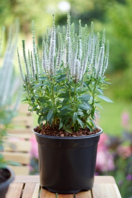 Concept Plants | Veronica spicata Snow Candles ('Joca128') PP28,777