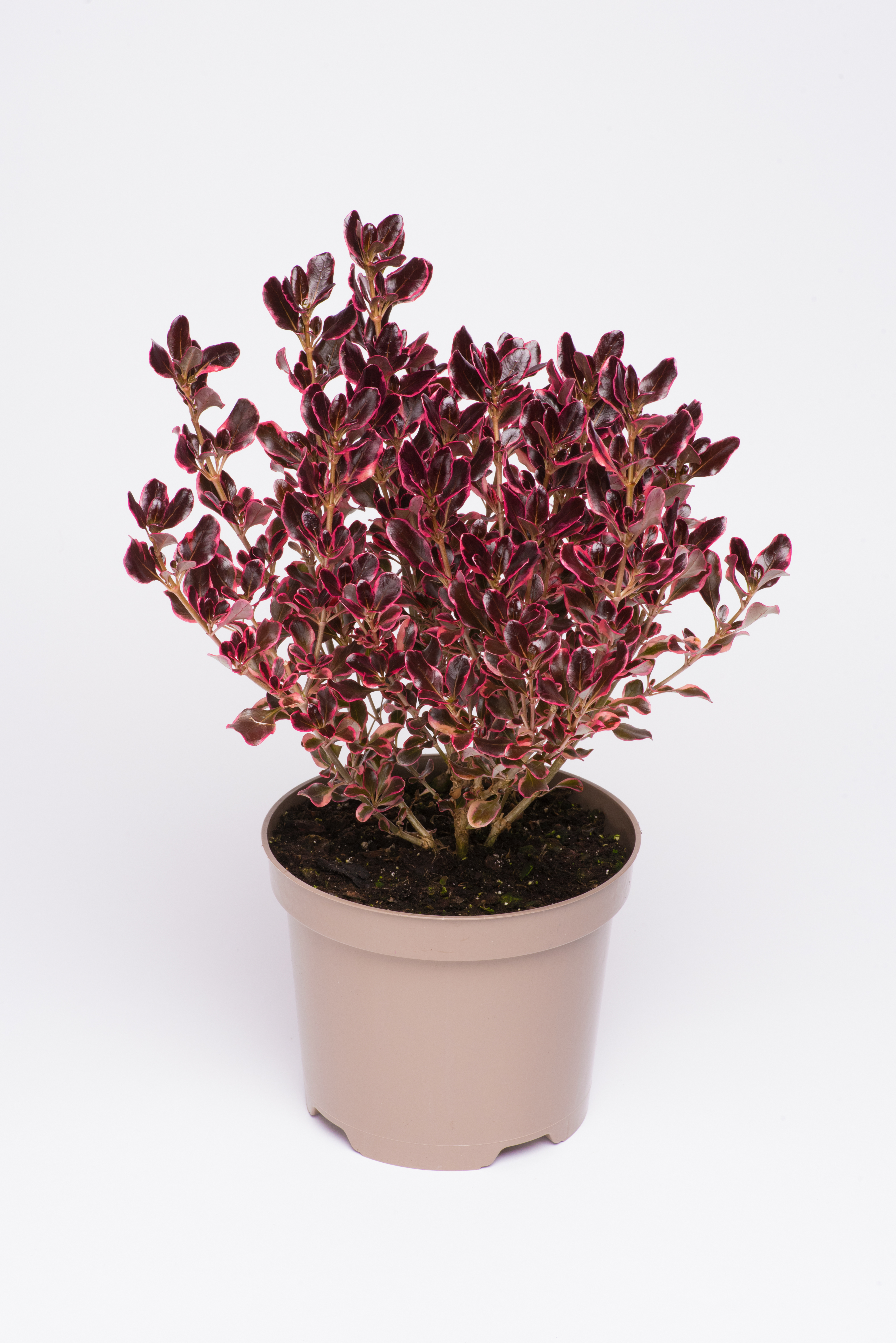 Concept Plants | Coprosma Eclipse ('Aldawn') PP35,557