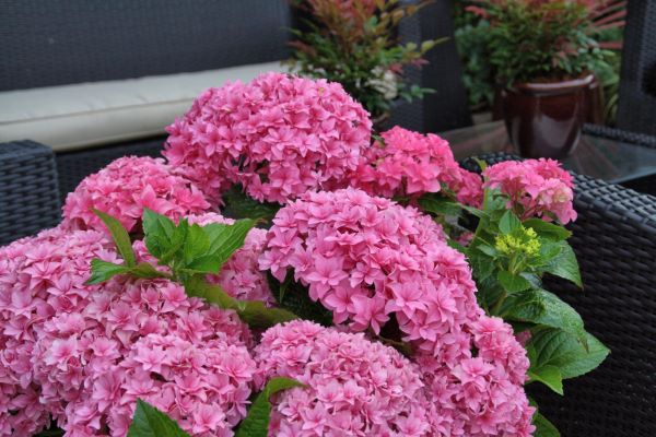 Concept Plants | Hydrangea macrophylla Perfection ('3V7-5') PP22,221