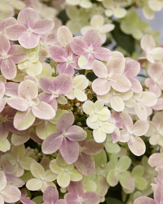 Concept Plants | Hydrangea paniculata Early Evolution® ('AJ14')
