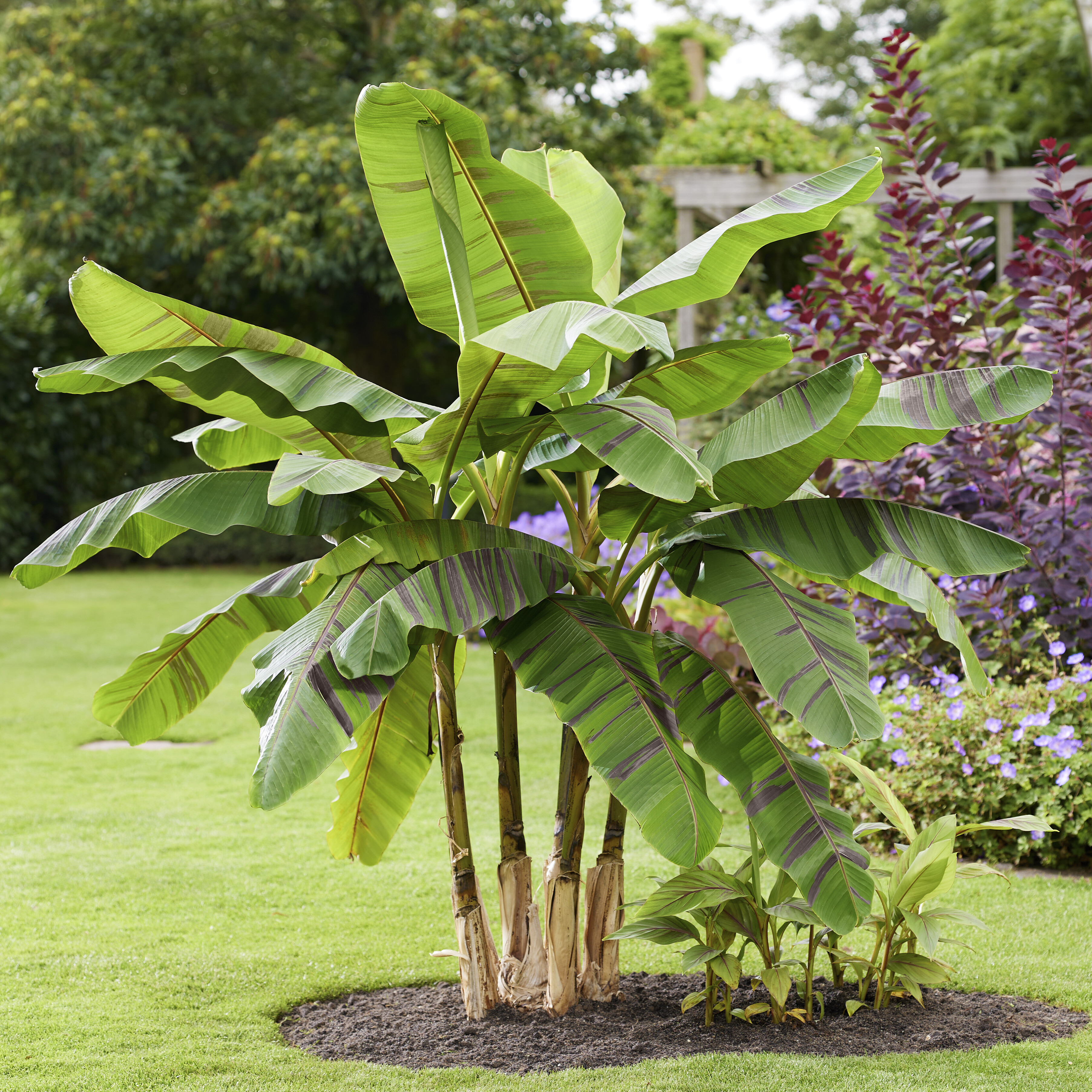 Concept Plants | Musa 'Ever Red' PP 36,432