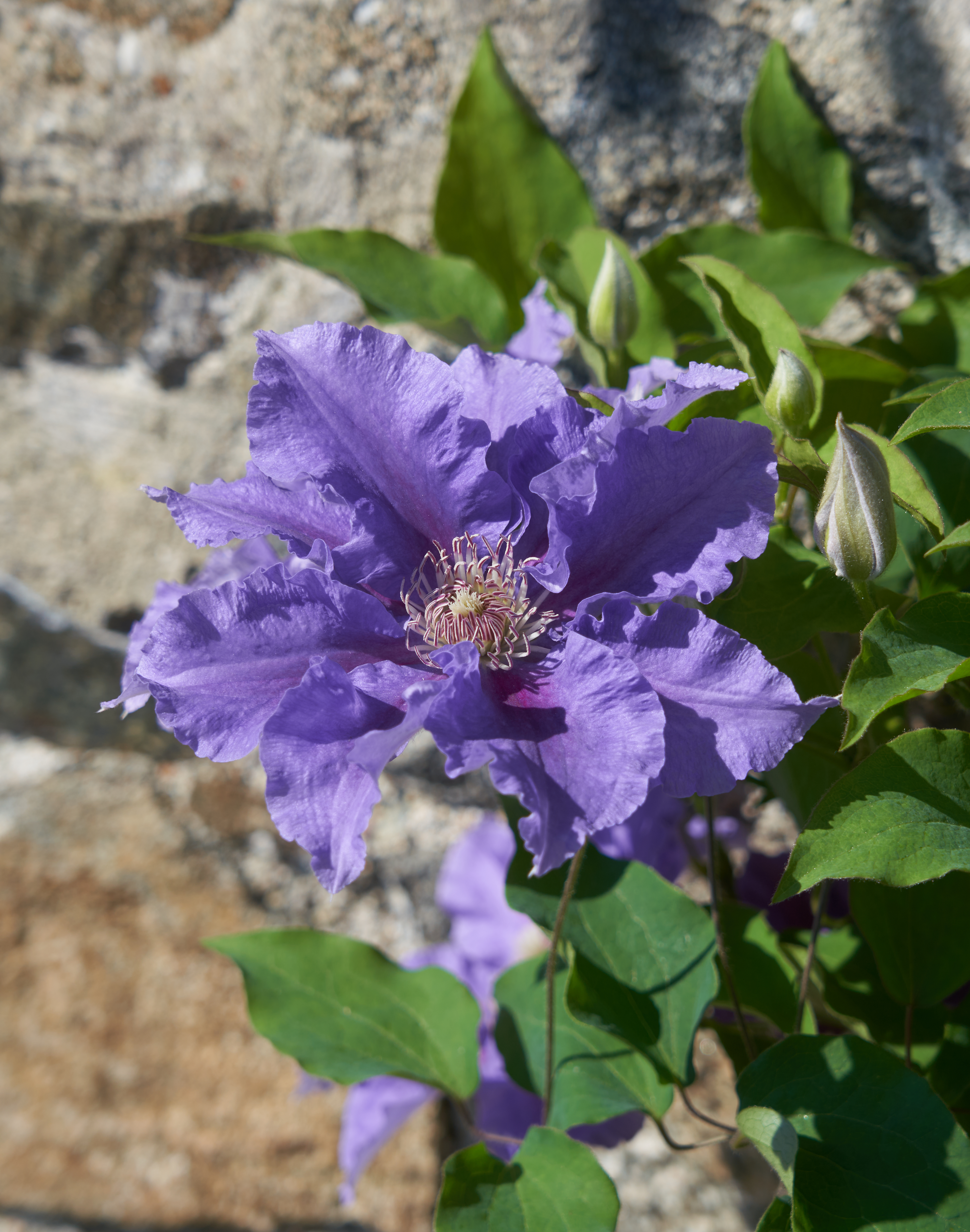 Concept Plants | Clematis Baroness Fookes ('EviGsy156') PPAF