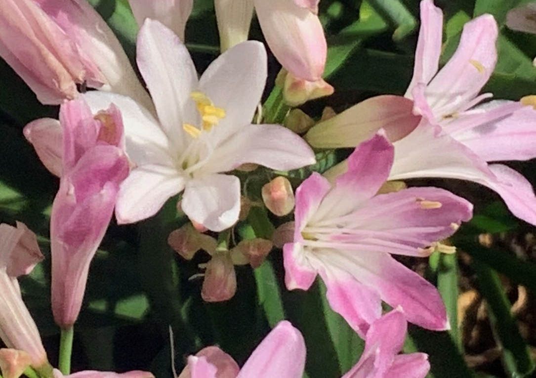 Concept Plants | Agapanthus Blush Pink ('DwAghybPi') PP36,608