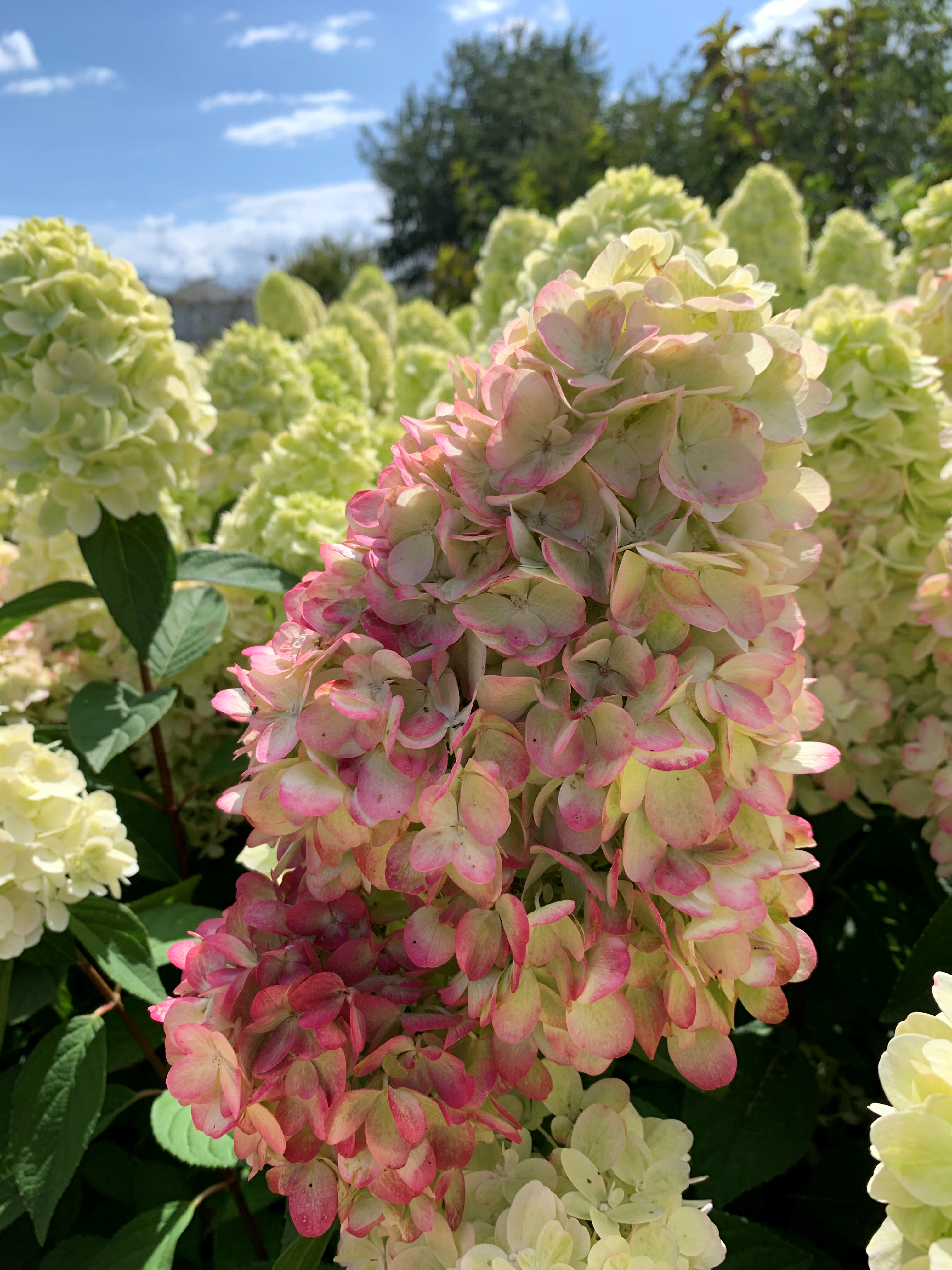 Concept Plants | Hydrangea paniculata Bonfire ('GRHP12') PP35,553