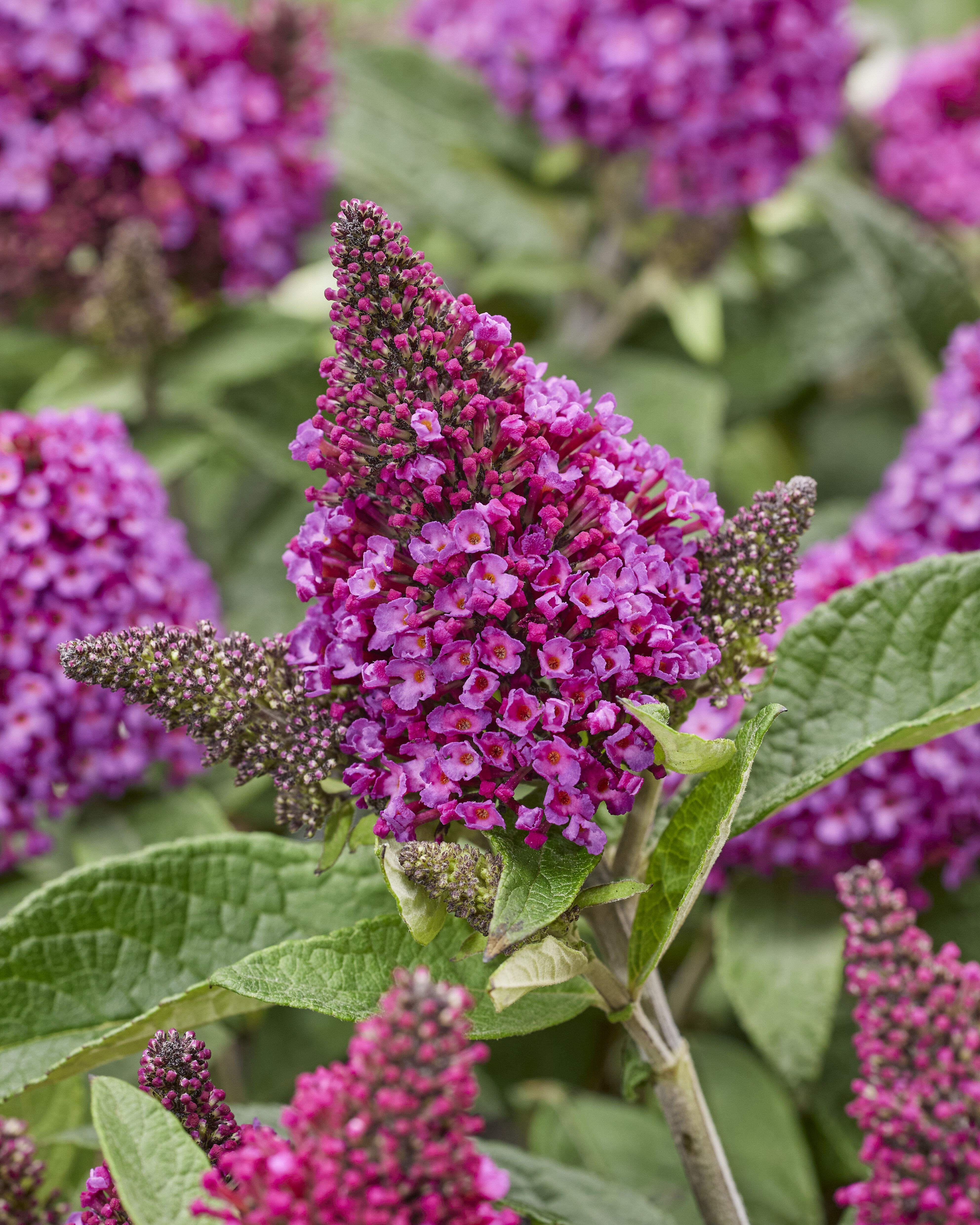 Concept Plants | Buddleja davidii Little Rockstars Red ('Botex 009')