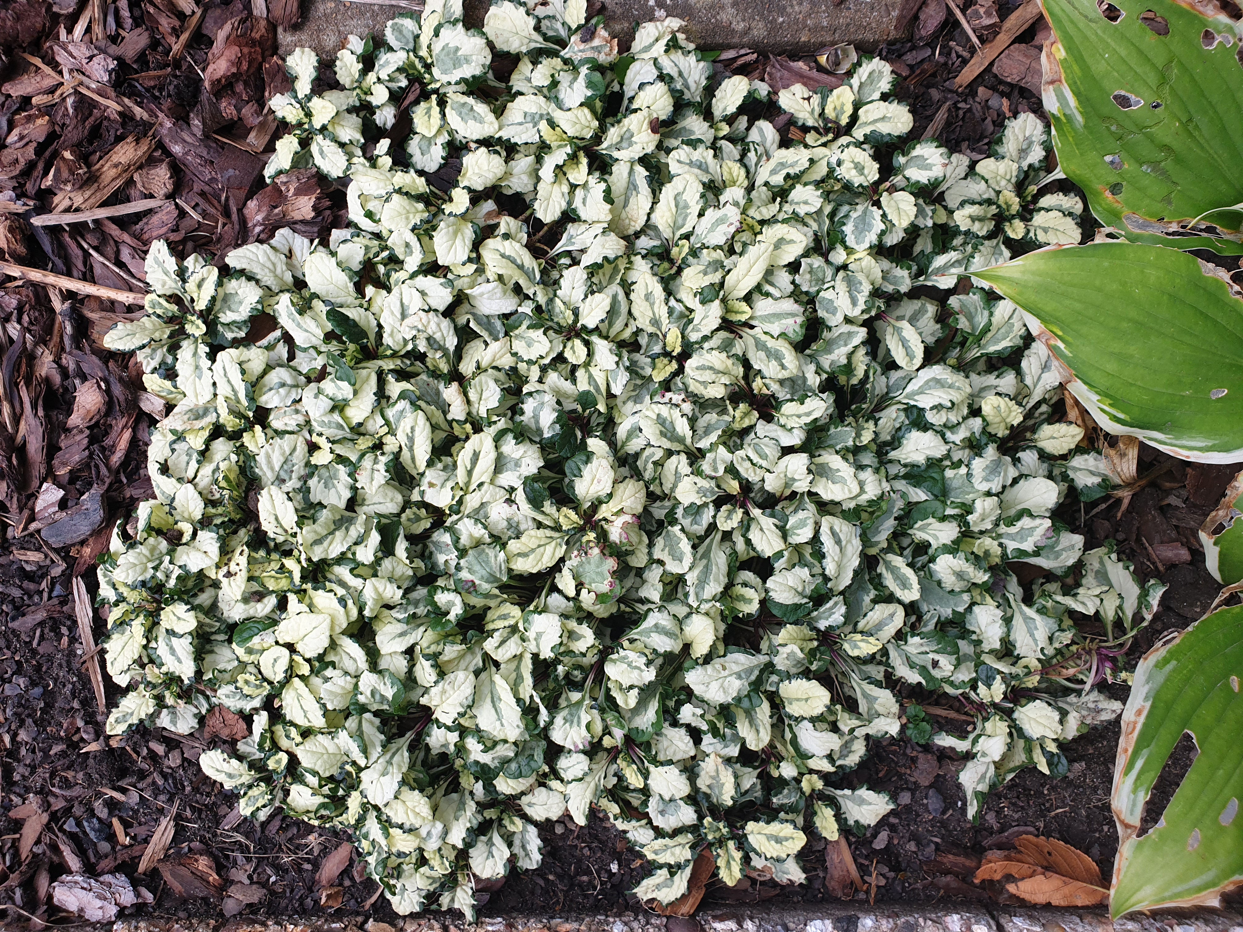 Concept Plants | Ajuga reptans Princess Leia ('Asaaj3') PP33,082