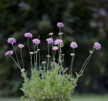 Concept Plants | Scabiosa Raspberry Kisses ('Pmoore02') PP28,772