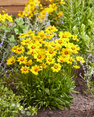 Concept Plants | Coreopsis grandiflora Solar Mellow ('MVNC1823')