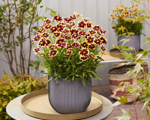 Concept Plants | Coreopsis grandiflora Solar Fancy ('MVNC1904')