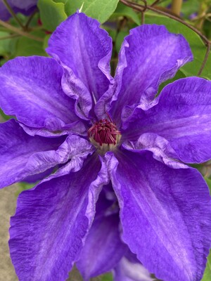 Concept Plants | Clematis Lindsay ('EviGsy152') PP36,717