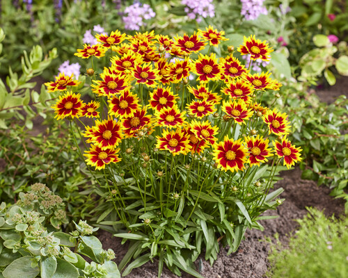 Concept Plants | Coreopsis grandiflora Solar Jewel ('MVNC1902')