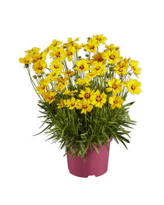 Concept Plants | Coreopsis grandiflora Solar Mellow ('MVNC1823')