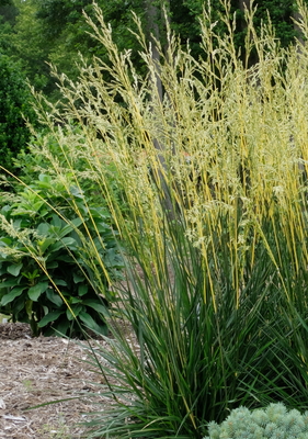 Concept Plants | Festuca arundinacea 'Glow Sticks' PP34,648